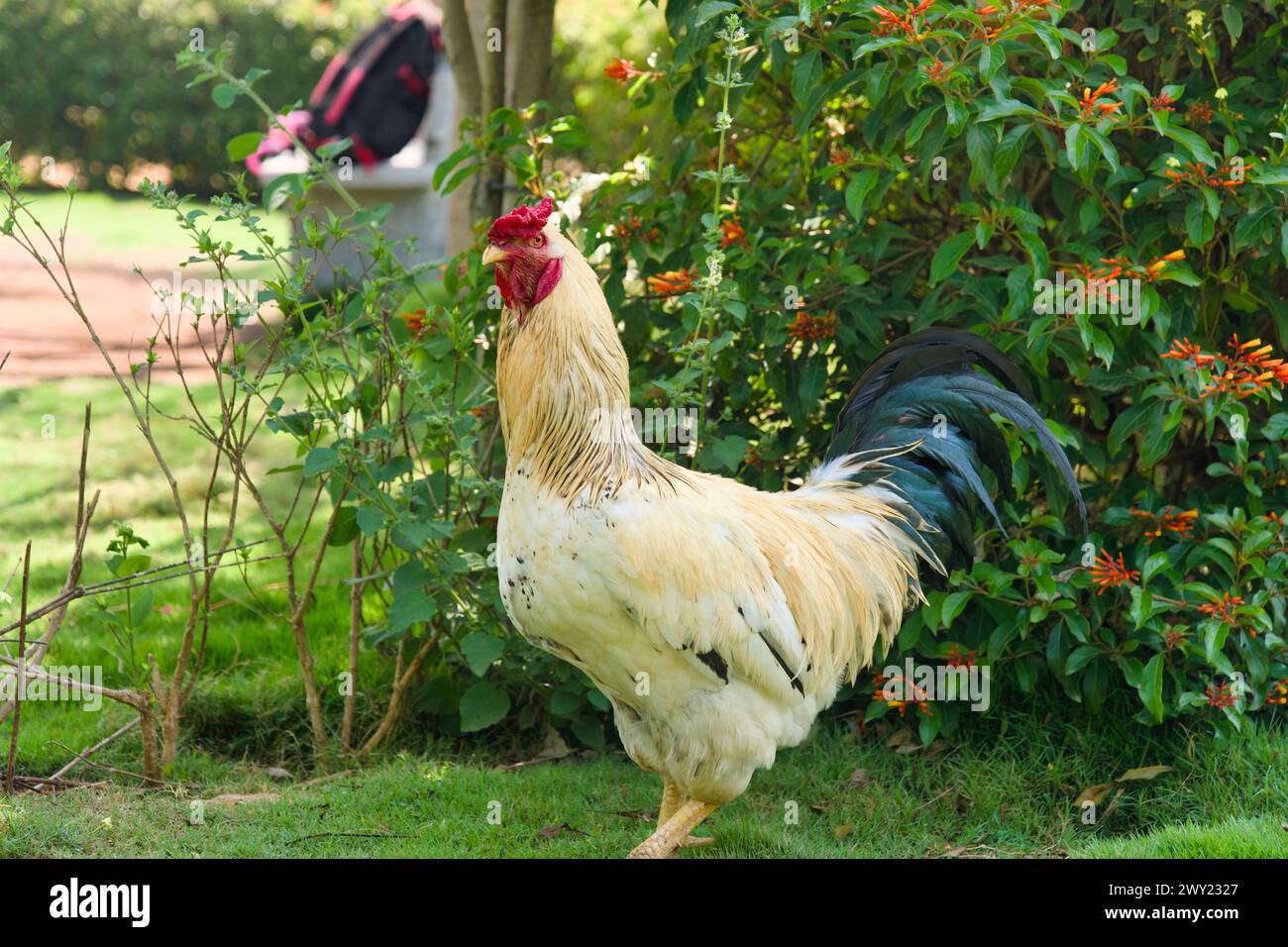 A majestic rooster with brightly colored feathers crows proudly amidst ...