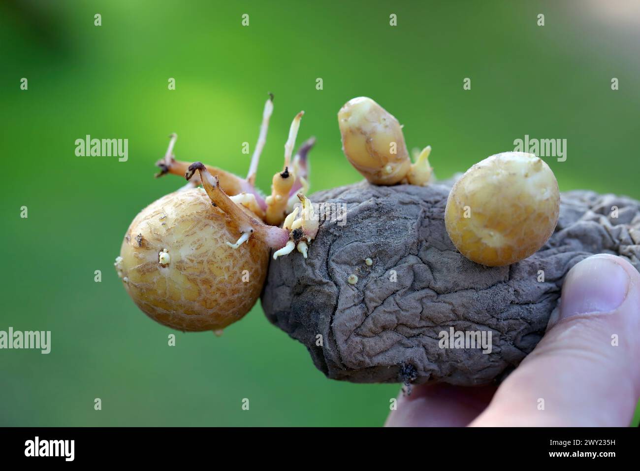 Secondary tuber growth caused by glyphosate phytotoxicity Stock Photo ...