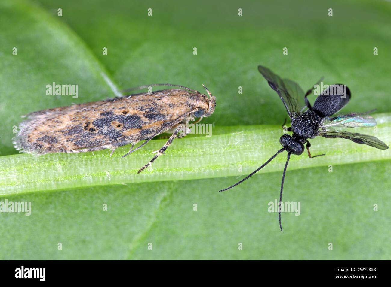 Parasitic wasp parasitizing a caterpillar of Moth of the beet moth ...