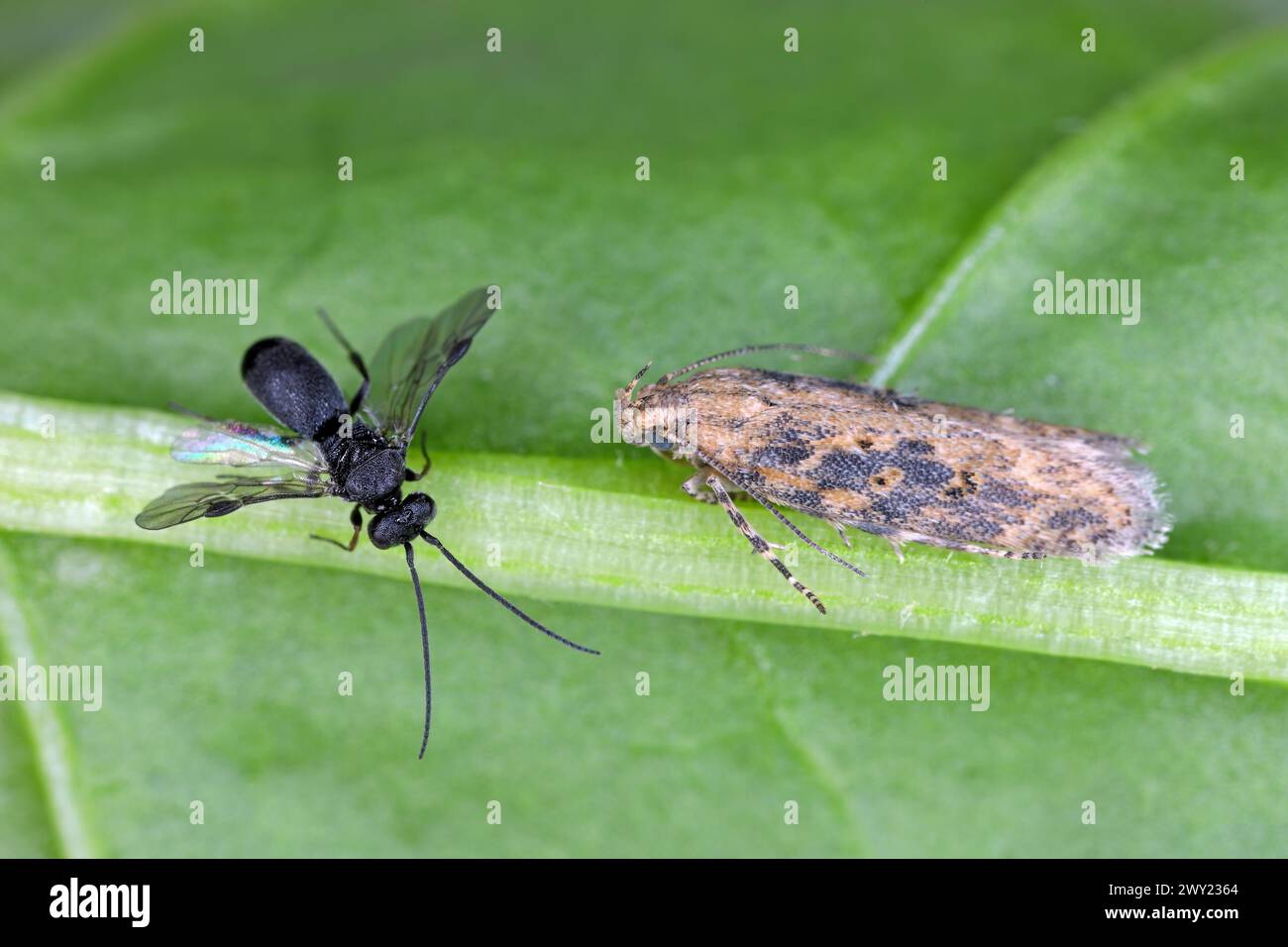 Parasitic wasp parasitizing a caterpillar of Moth of the beet moth ...