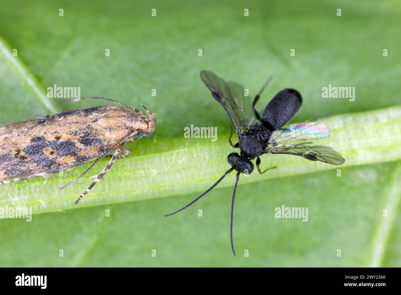 Parasitic wasp parasitizing a caterpillar of Moth of the beet moth ...