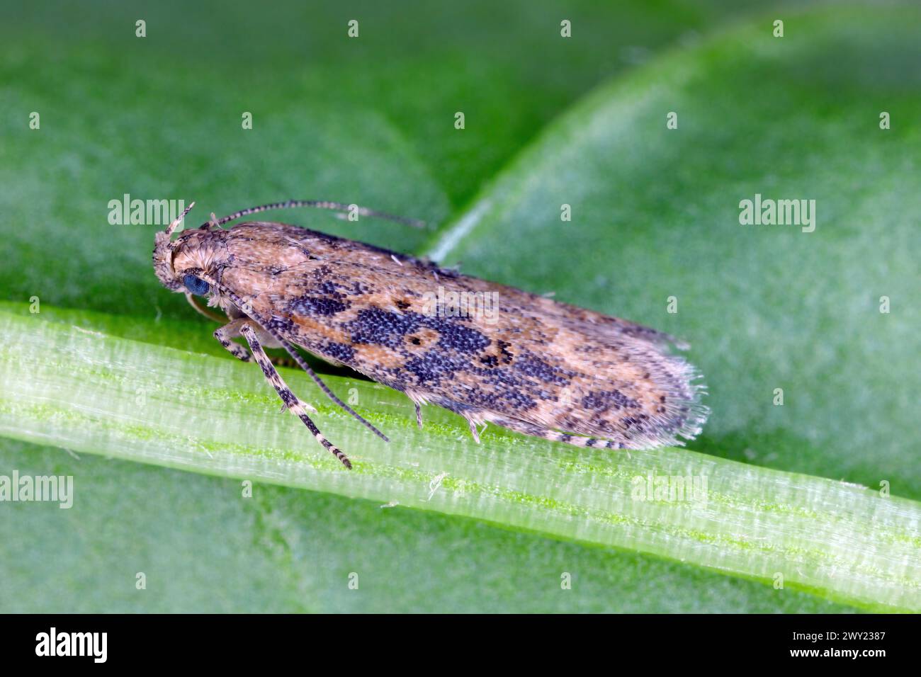 Moth of the beet moth Scrobipalpa ocellatella, is a species in the ...