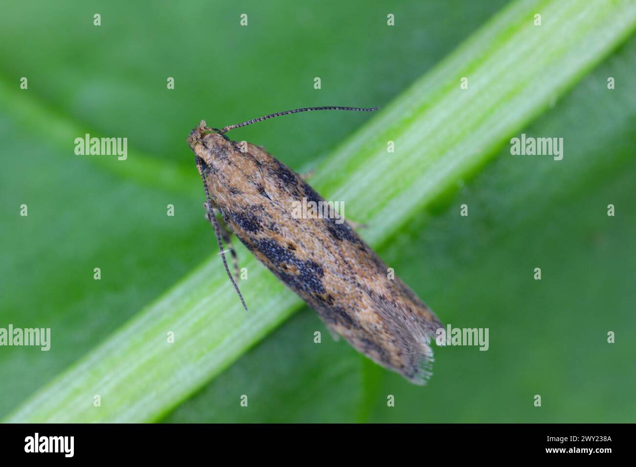 Moth of the beet moth Scrobipalpa ocellatella, is a species in the ...