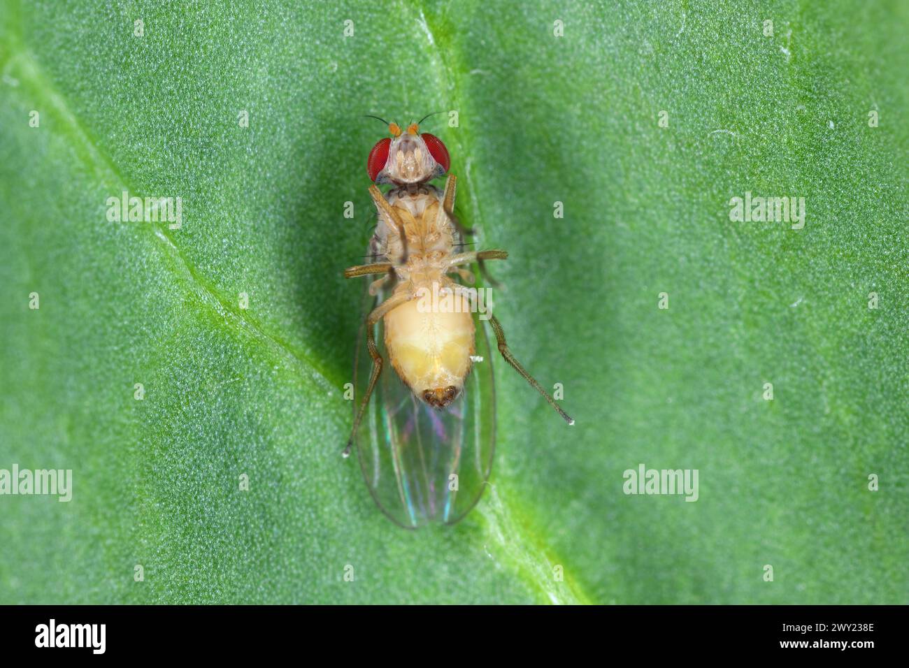 Flies of species Scaptomyza pallida (Drosophilidae) reared from sugar ...
