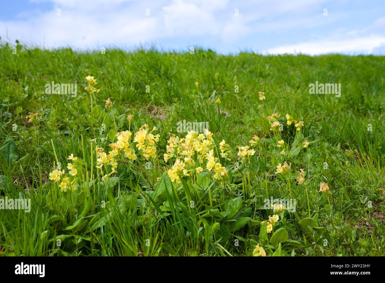 True cowslip hi-res stock photography and images - Alamy