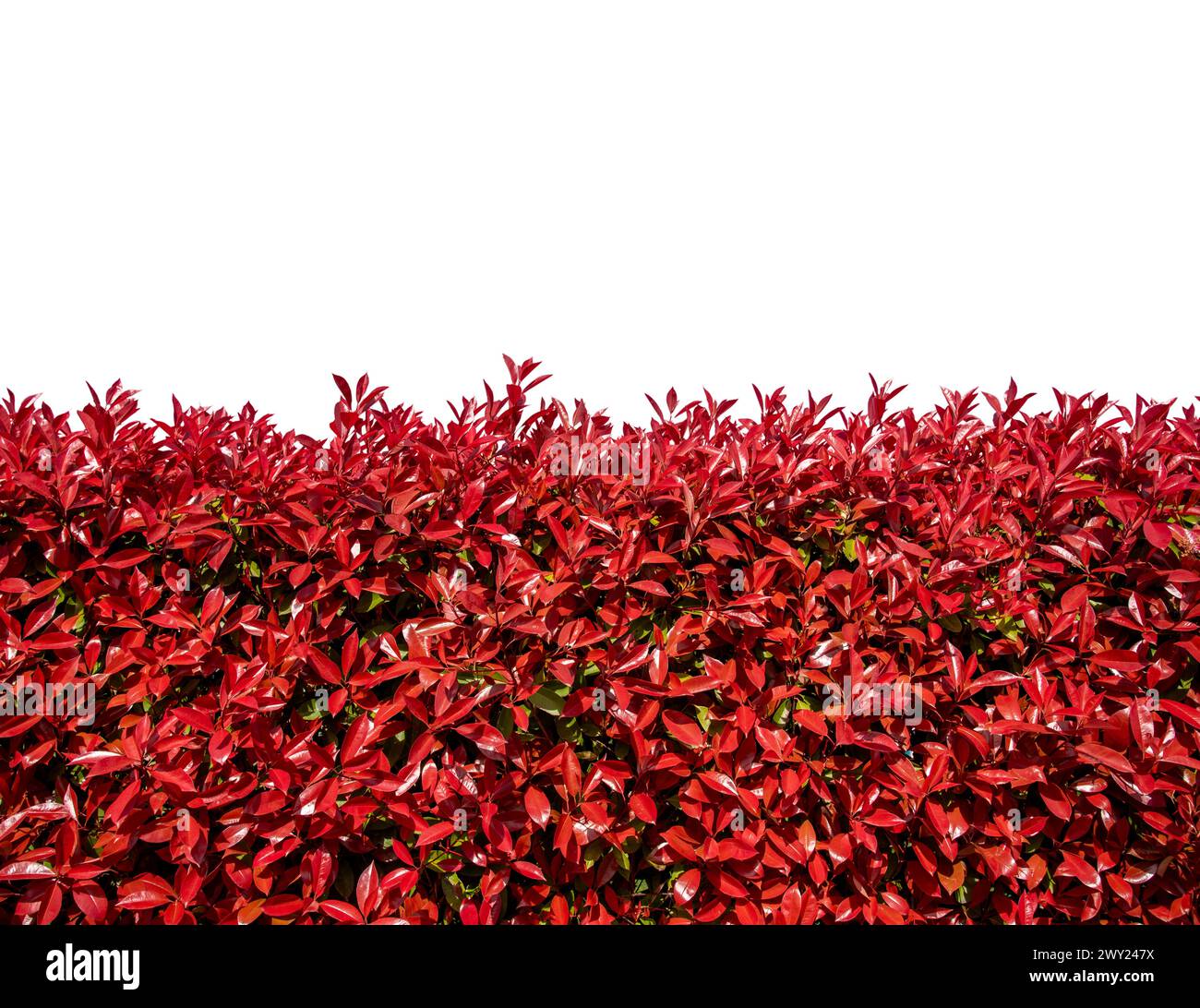 Photinia Fraseri or Red Robin bush with red spring leaves isolated on ...