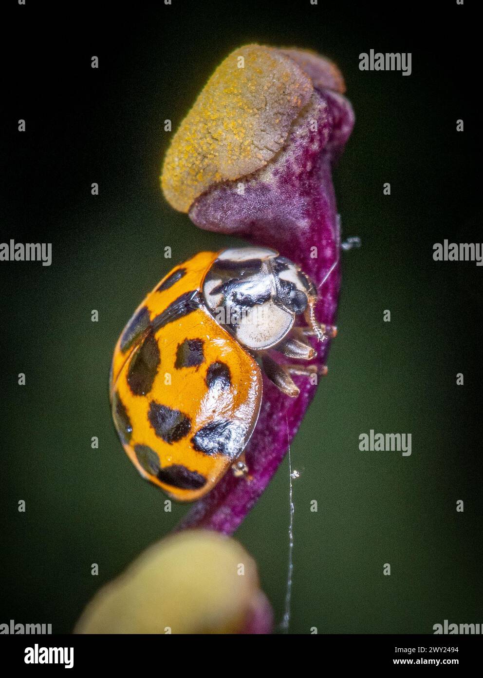 Various views of the Asian lady beetle ( Harmonia axyridis ...
