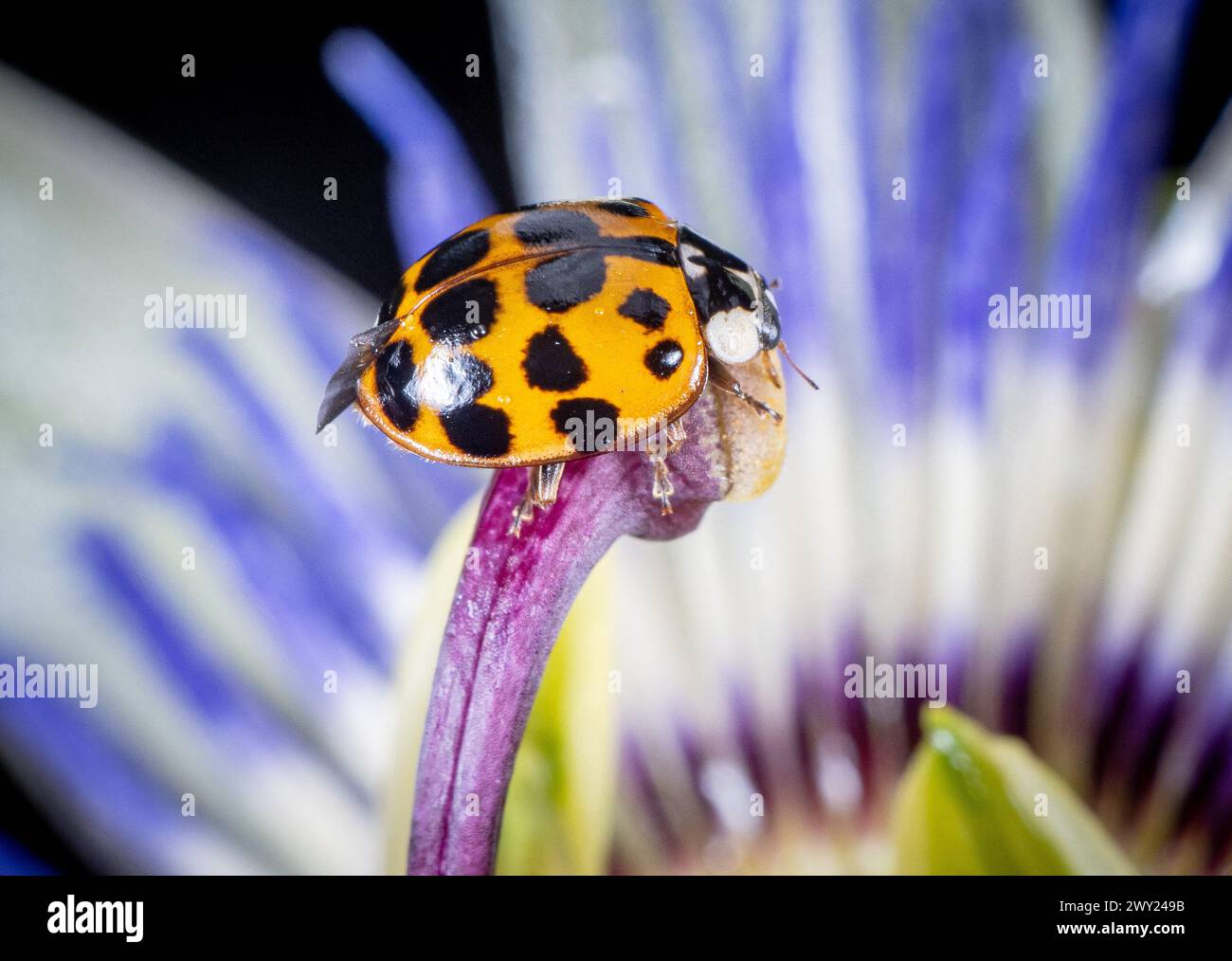 Paris, France. 03rd Apr, 2024. Various views of the Asian lady beetle ...