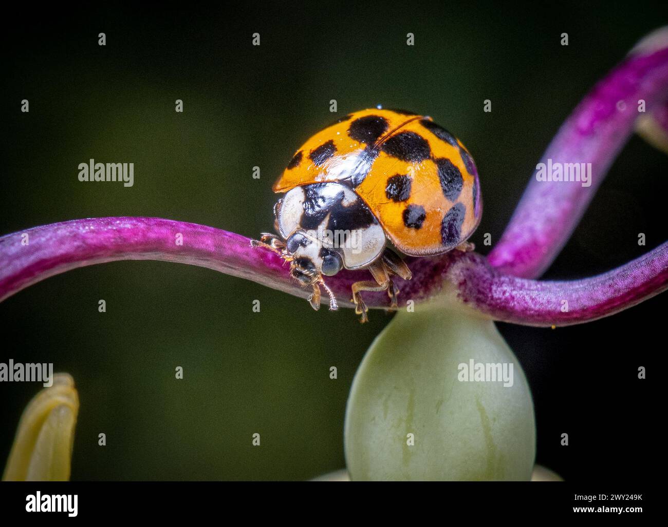 Paris, France. 03rd Apr, 2024. Various views of the Asian lady beetle ...
