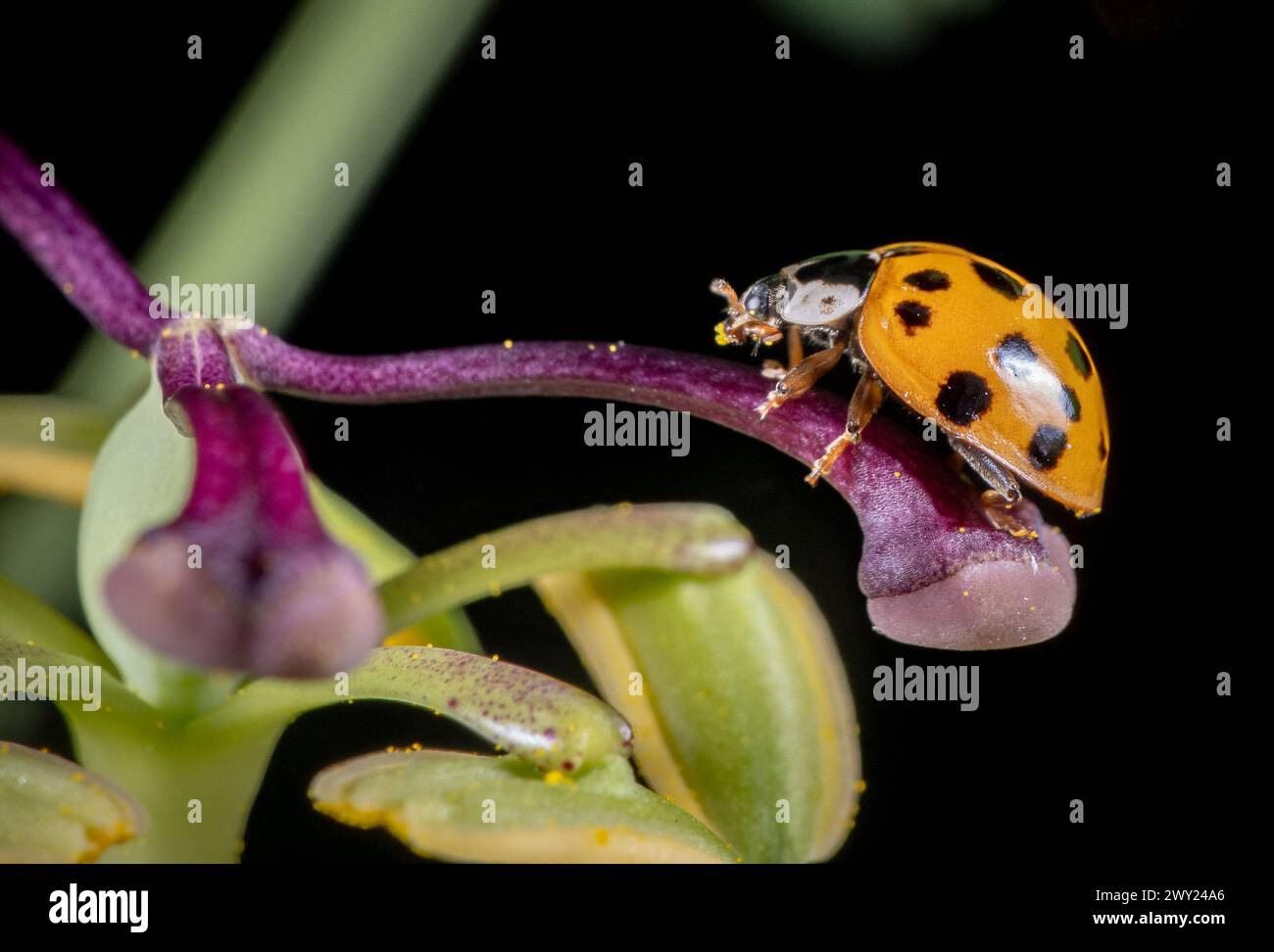 Paris, France. 03rd Apr, 2024. Various views of the Asian lady beetle ...