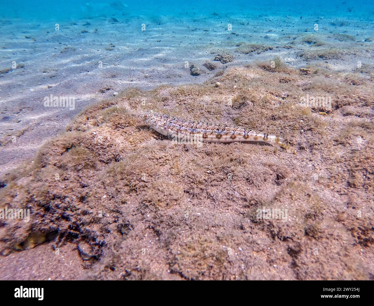 Close up view of Lizard fish known as Synodus variegatus underwater on ...