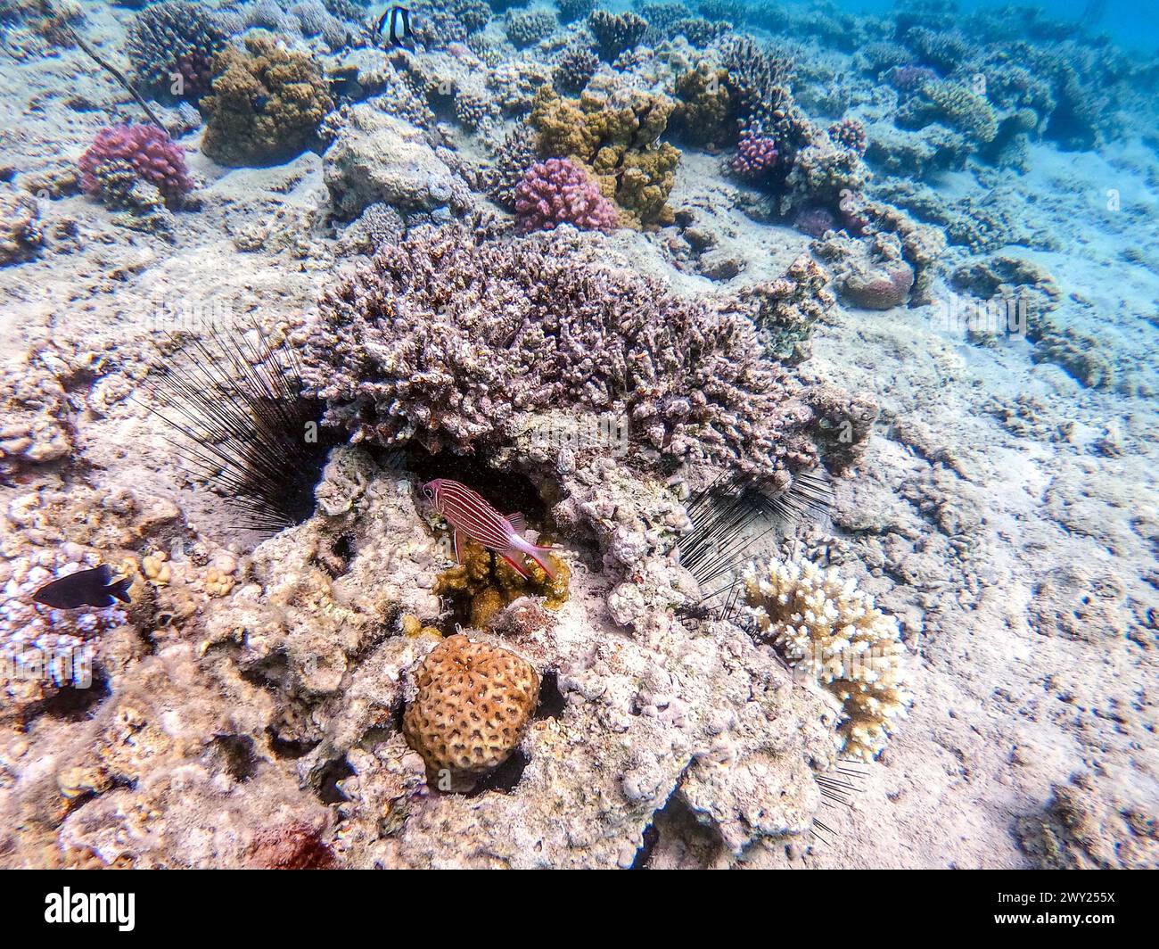 Crown squirrelfish known as Sargocentron diadema underwater at the ...