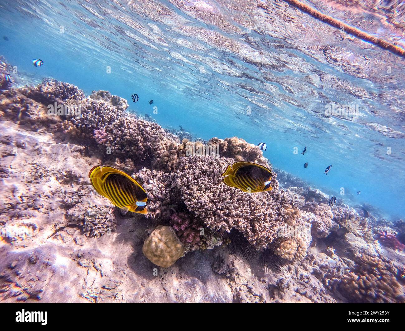 Tropical Diagonal or Raccoon butterflyfish known as chaetodon fasciatus ...