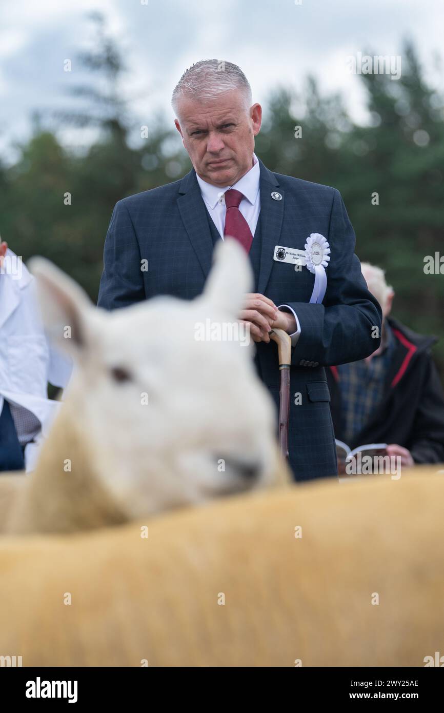 Judging the North Country Cheviot sheep at their National Show held at ...