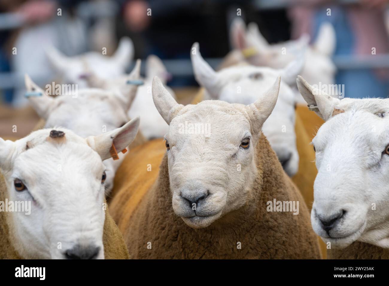 Judging the North Country Cheviot sheep at their National Show held at ...