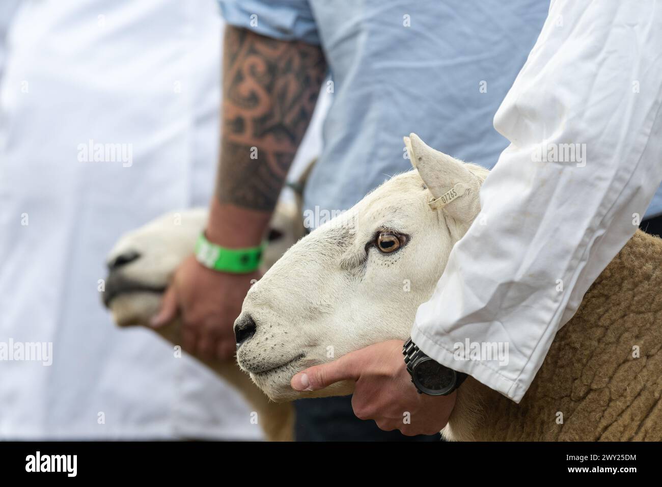 Judging the North Country Cheviot sheep at their National Show held at ...