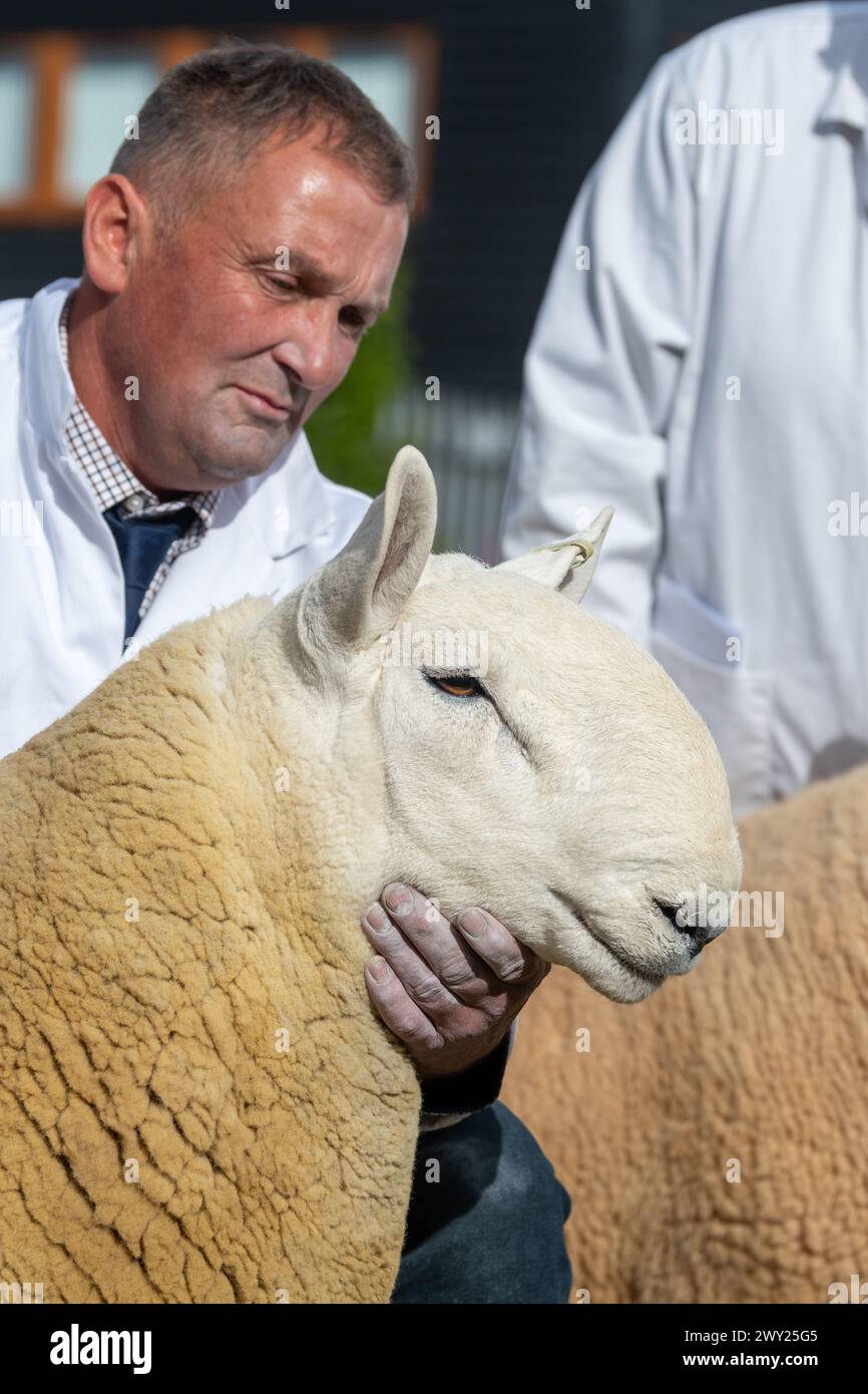 Judging the North Country Cheviot sheep at their National Show held at ...