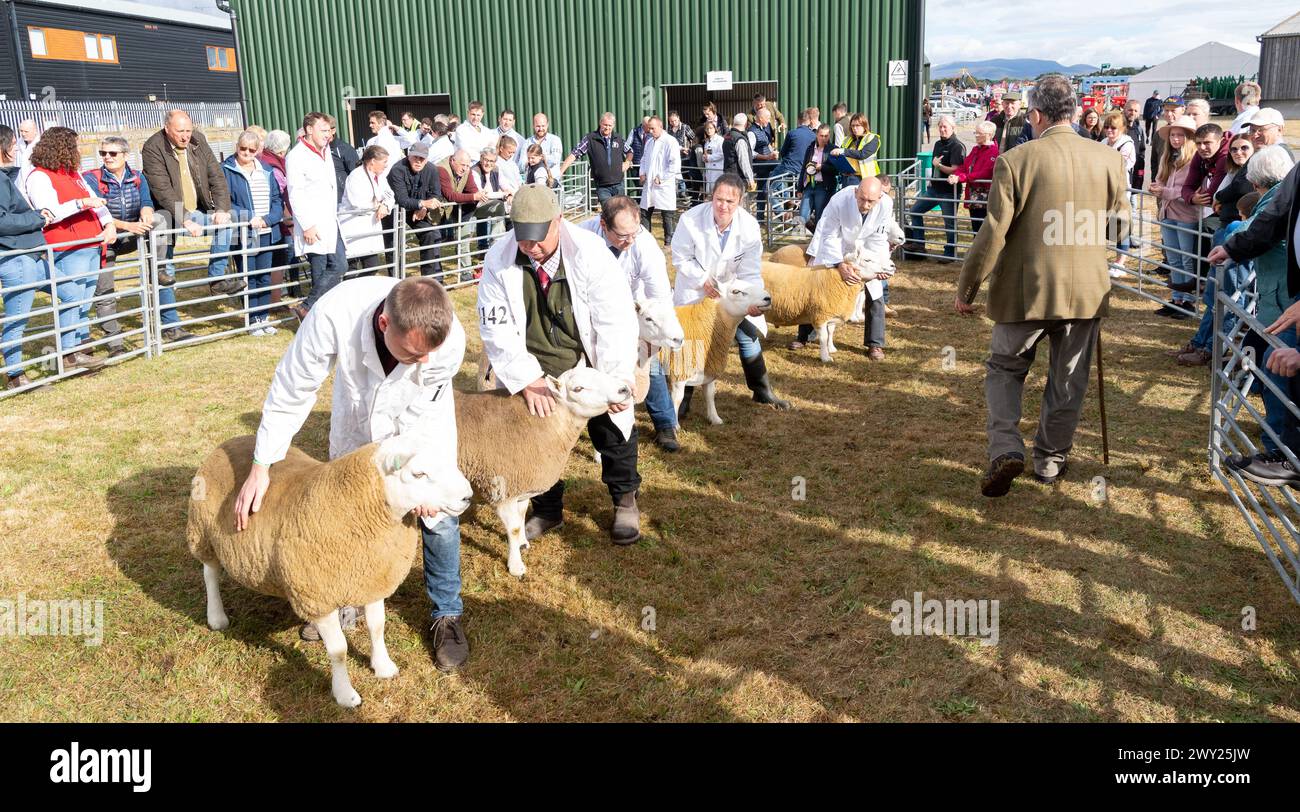 Judging the North Country Cheviot sheep at their National Show held at ...