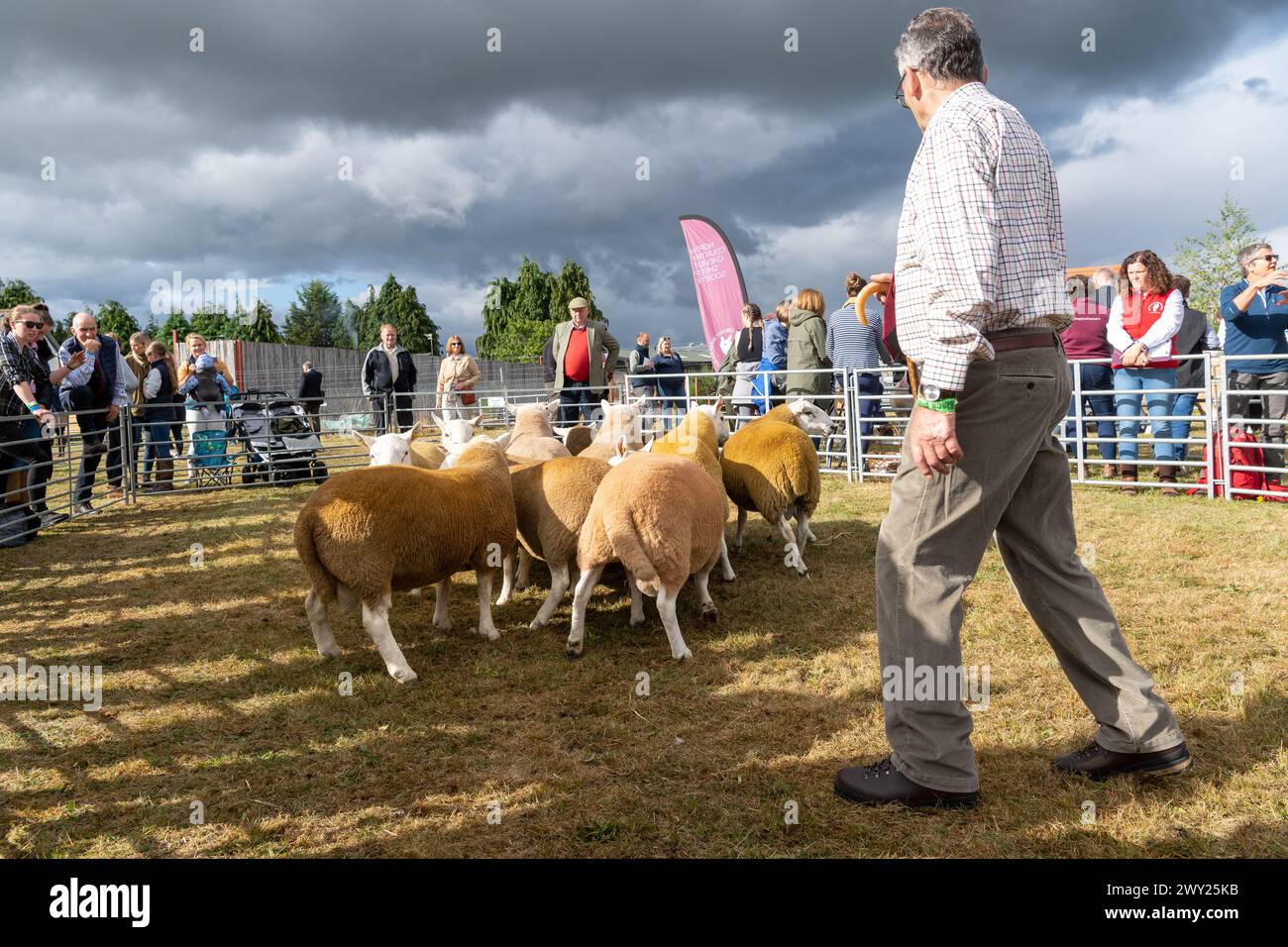 Judging the North Country Cheviot sheep at their National Show held at ...