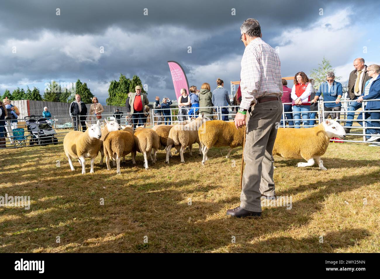 Judging the North Country Cheviot sheep at their National Show held at ...