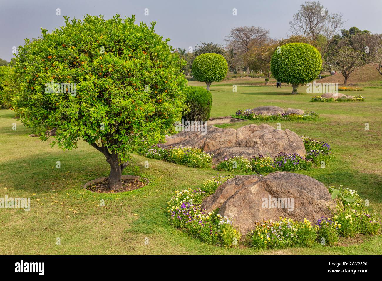 Orange fruit tree lotus temple hi-res stock photography and images - Alamy