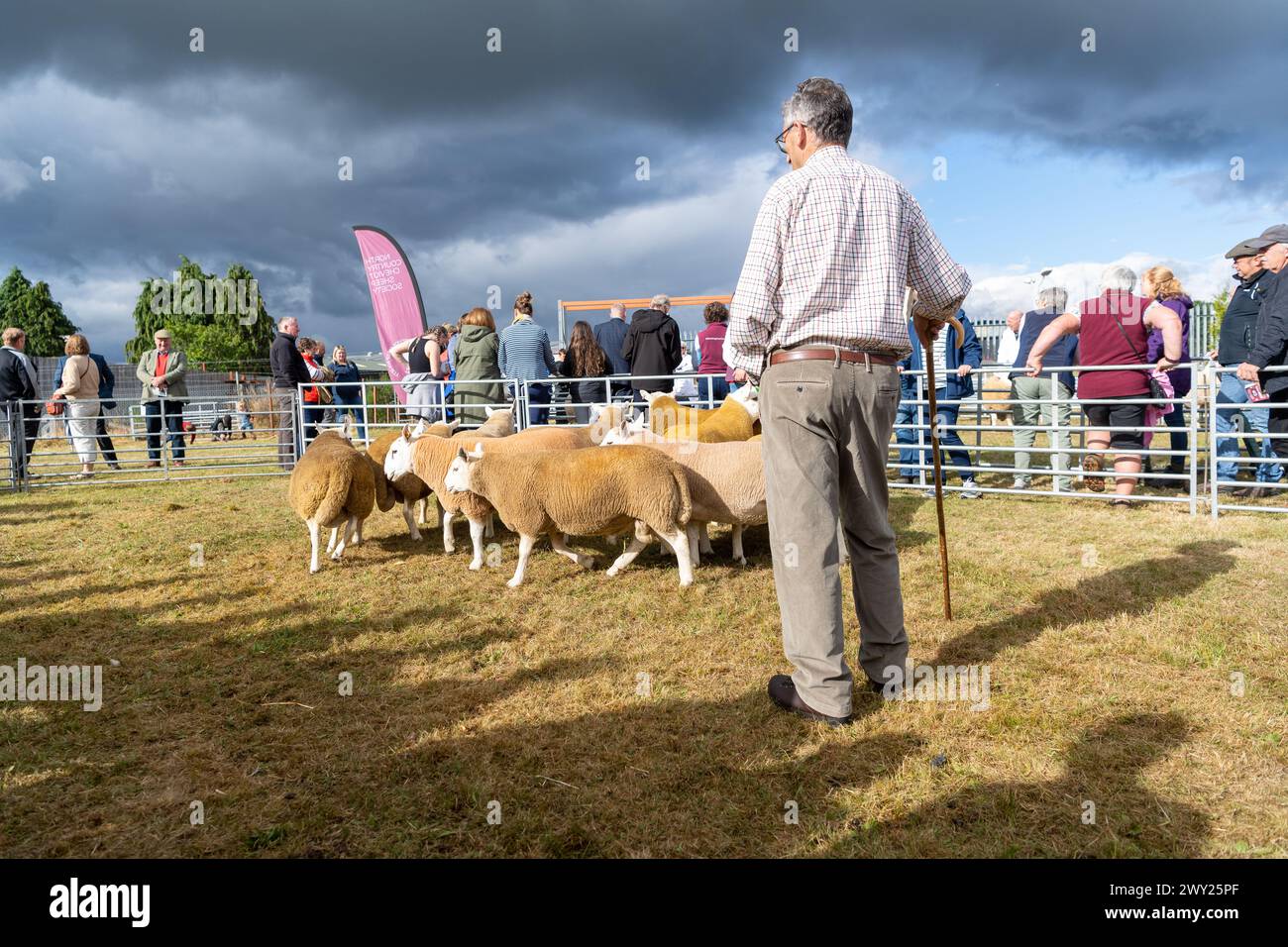 Judging the North Country Cheviot sheep at their National Show held at ...