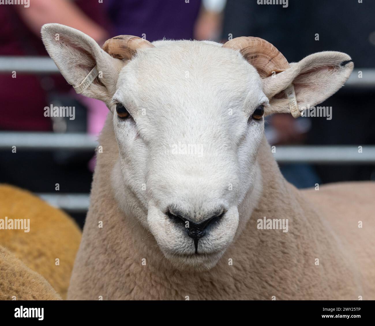 Judging the North Country Cheviot sheep at their National Show held at ...