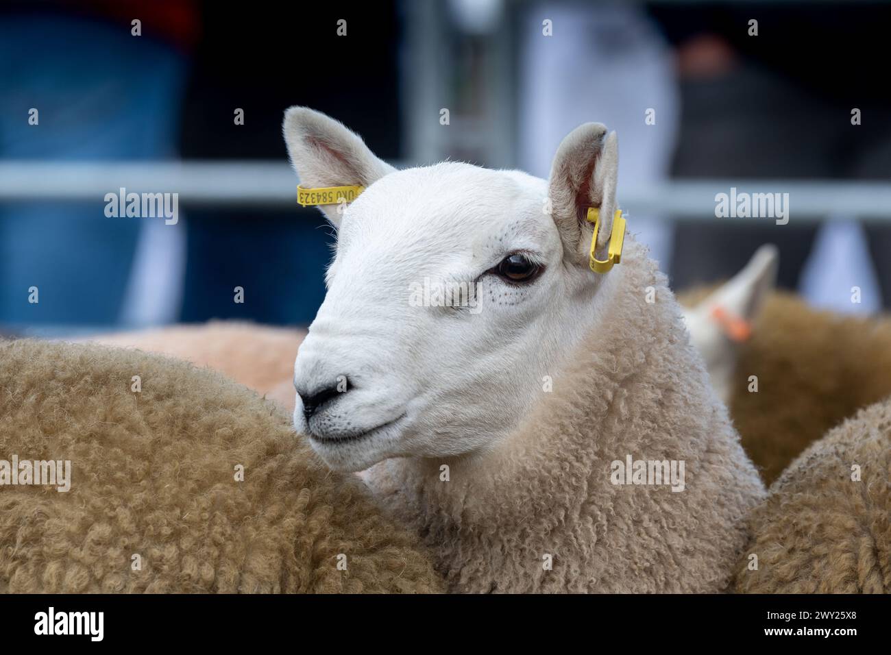 Judging the North Country Cheviot sheep at their National Show held at ...