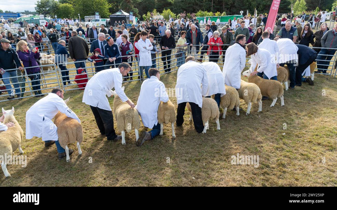 Judging the North Country Cheviot sheep at their National Show held at ...