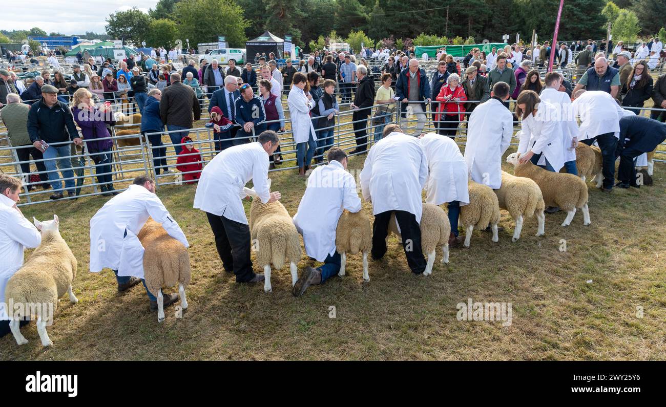 Judging the North Country Cheviot sheep at their National Show held at ...