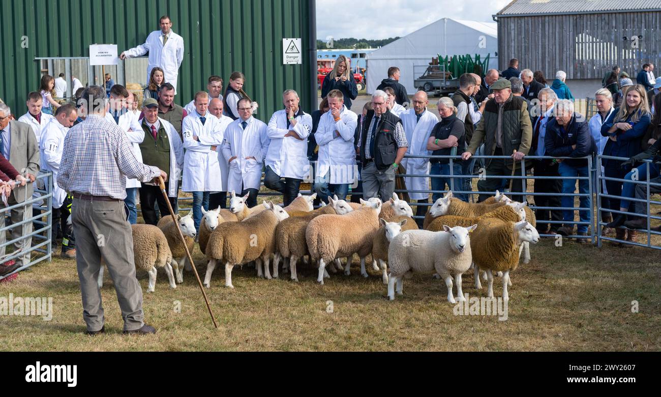 Judging the North Country Cheviot sheep at their National Show held at ...