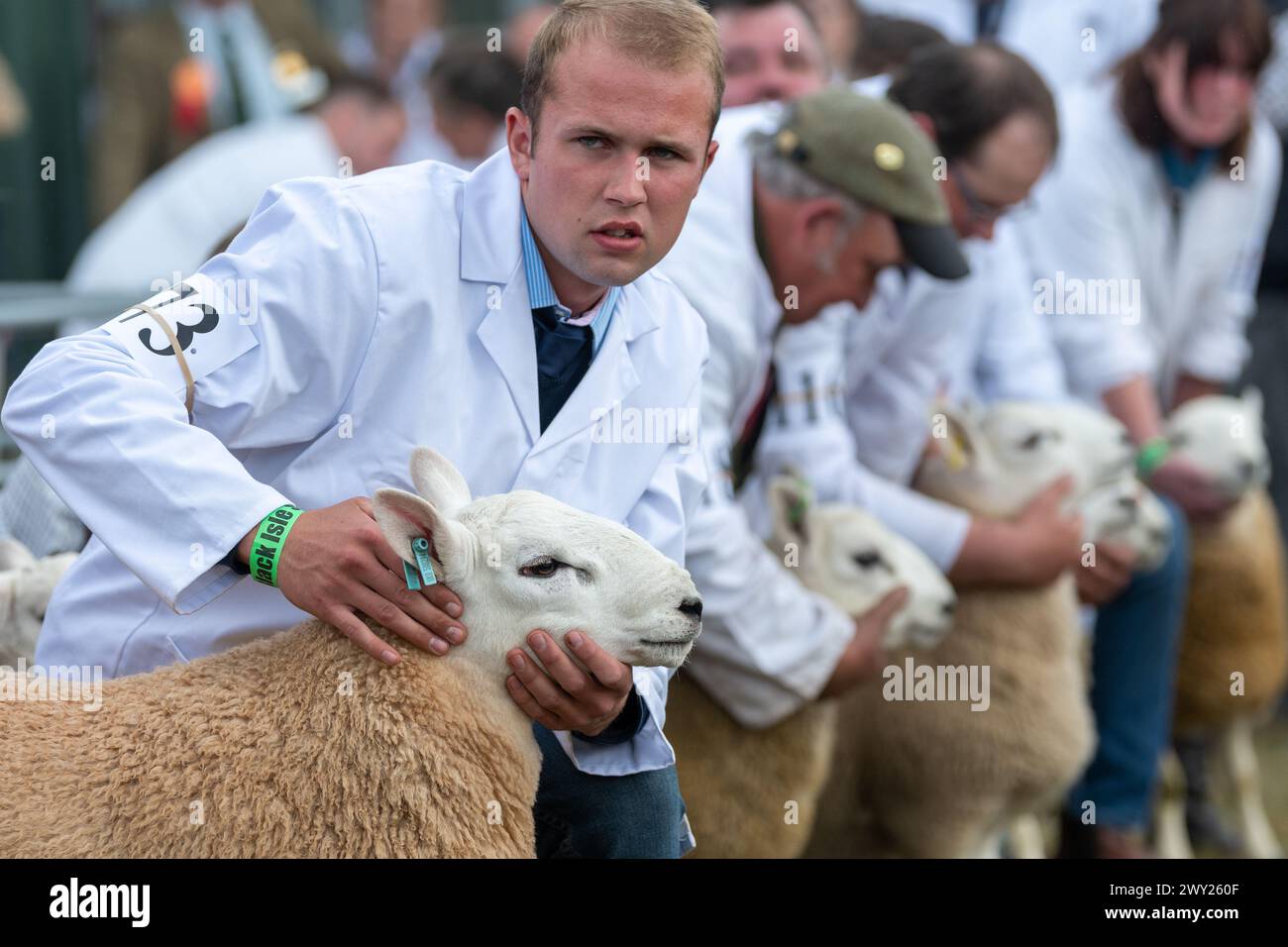 Judging the North Country Cheviot sheep at their National Show held at ...