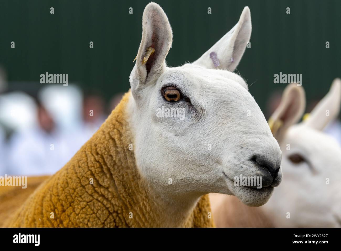 Judging the North Country Cheviot sheep at their National Show held at ...
