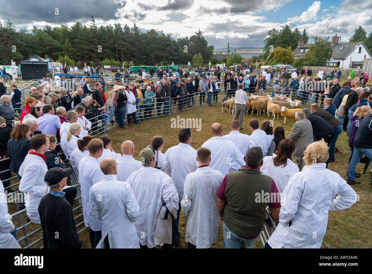 Judging the North Country Cheviot sheep at their National Show held at ...