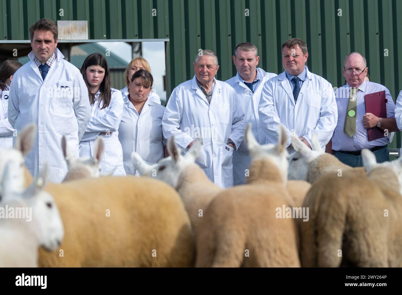 Judging the North Country Cheviot sheep at their National Show held at ...