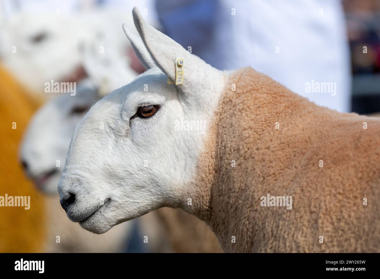 Judging the North Country Cheviot sheep at their National Show held at ...