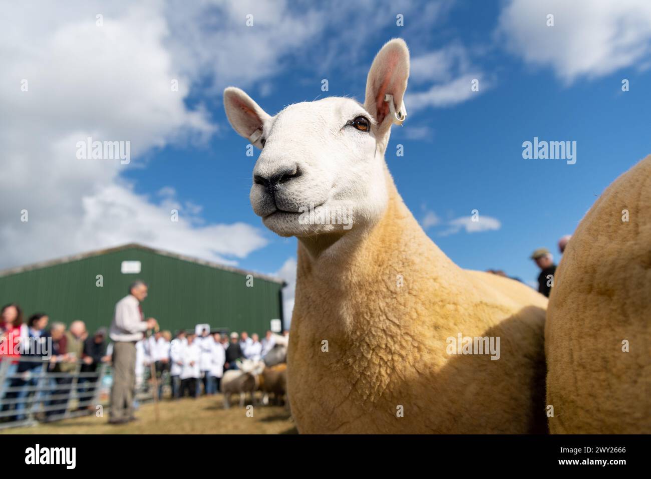 Judging the North Country Cheviot sheep at their National Show held at ...