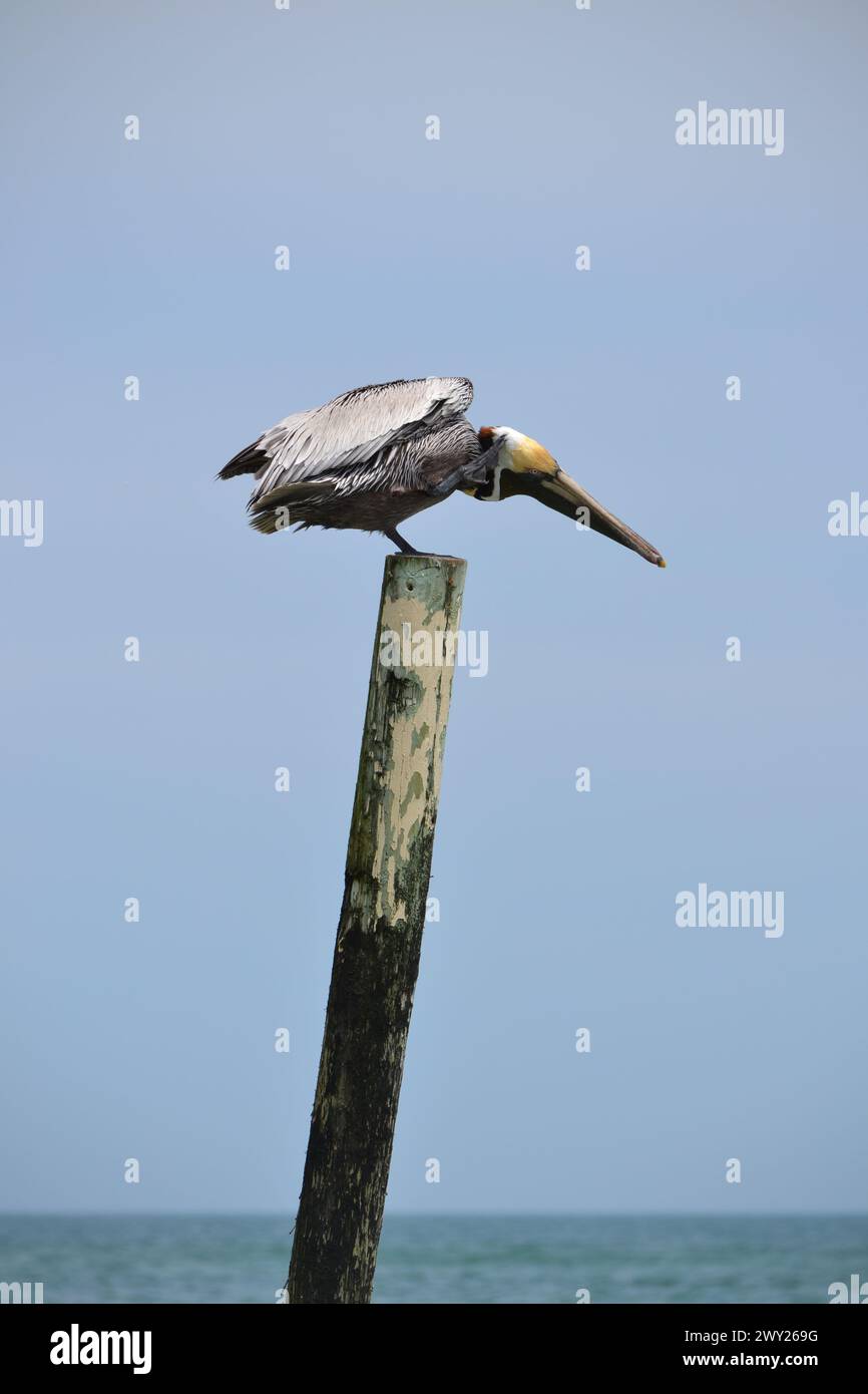 A pelican perches atop a wooden pole, idly scratching its head with its ...