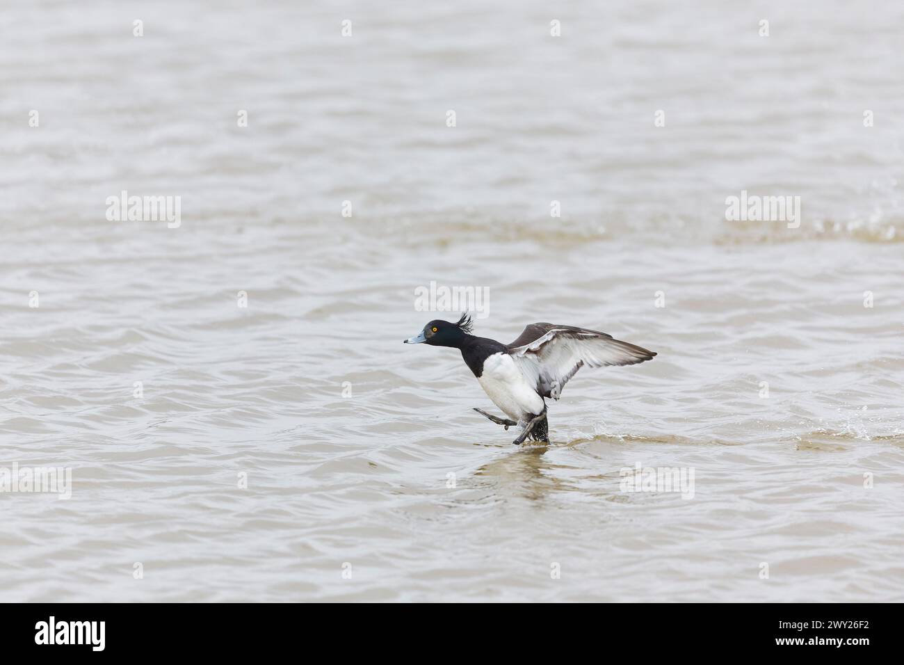 Tufted duck Aythya fuligula, adult male flying, landing on water ...