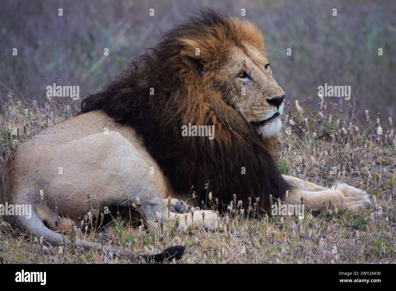 Huge lion hi-res stock photography and images - Alamy