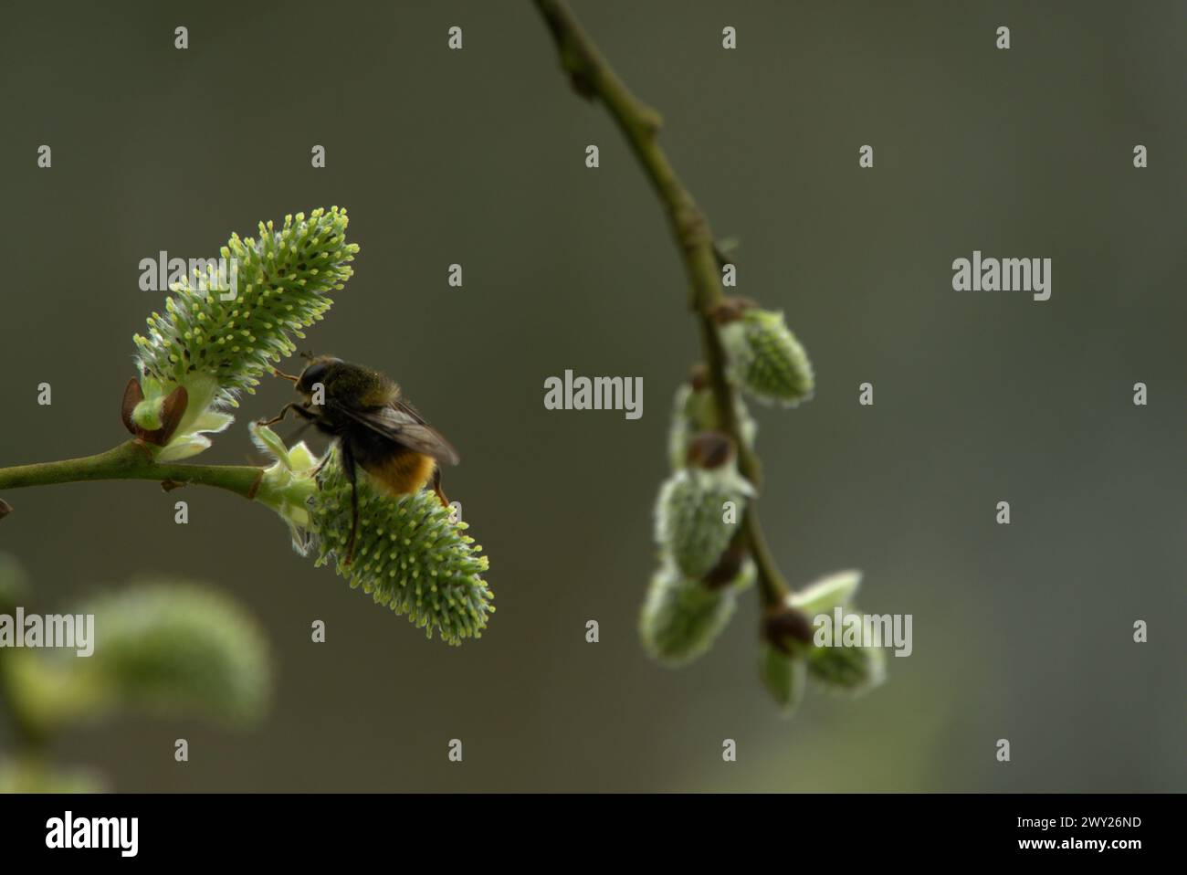 Spring UK - Bee on Catkins Stock Photo - Alamy