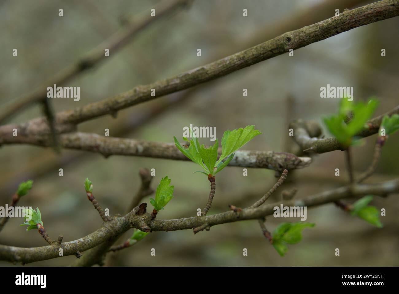 Hawthorn leaves hi-res stock photography and images - Alamy