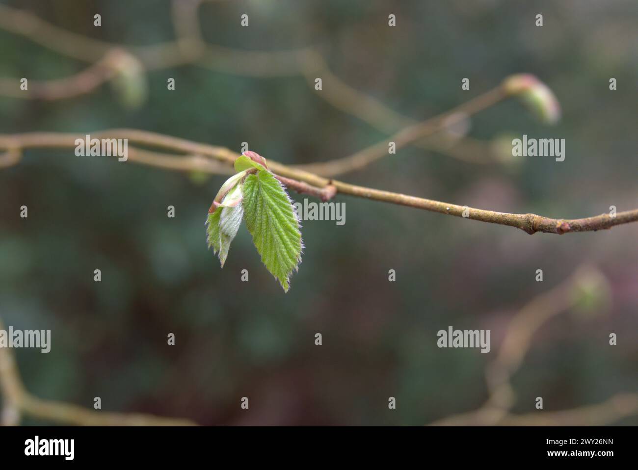 Trees with emerging leaves hi-res stock photography and images - Alamy