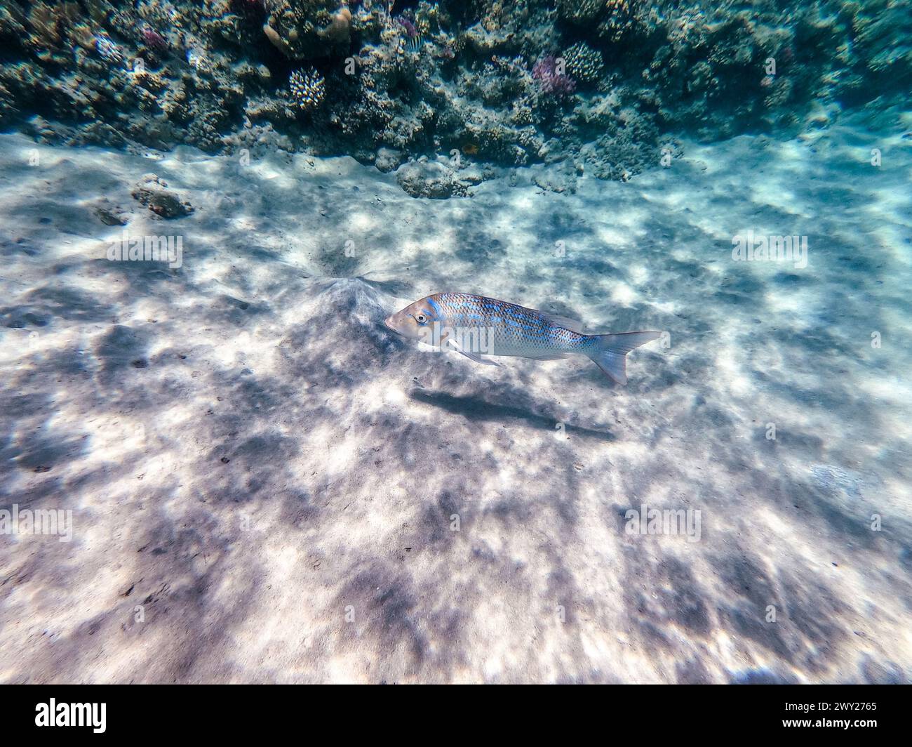 Tropical Spangled Emperor fish known as Lethrinus Nebulosus underwater ...