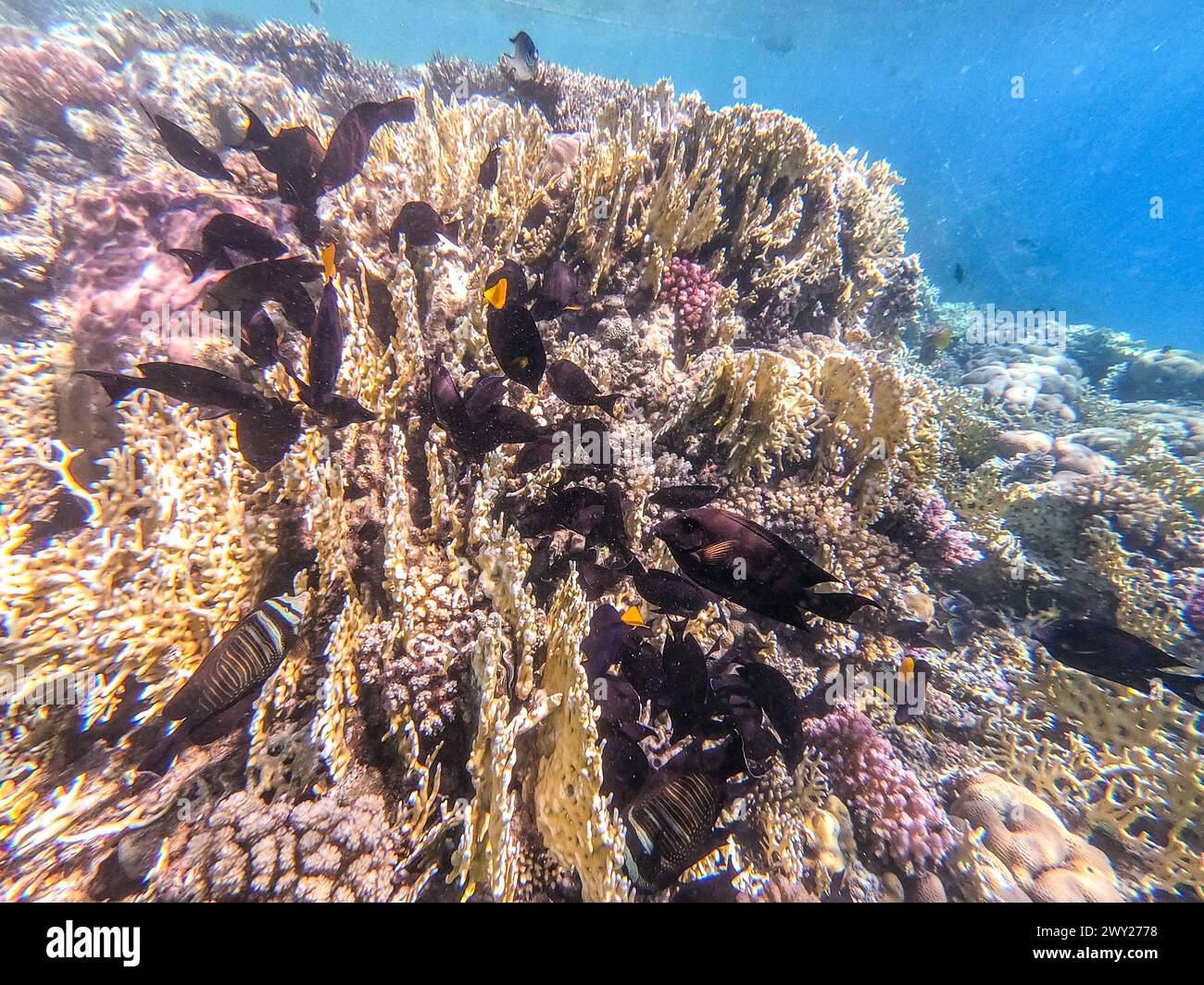 Tropical sailfin tang or Desjardin's sailfin tang known as Zebrasoma ...