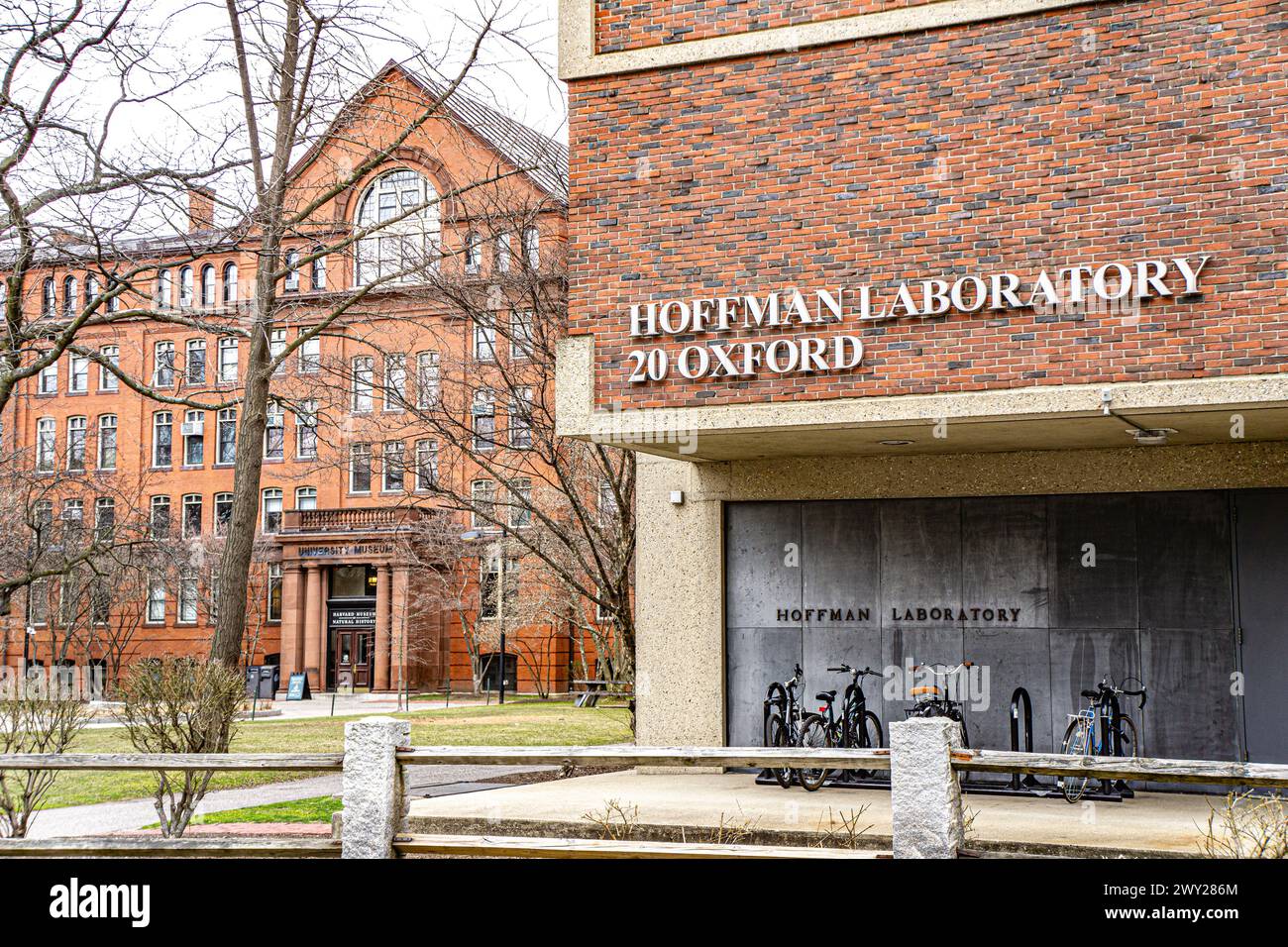 Harvard Museum of Natural History (left, background), Hoffman ...
