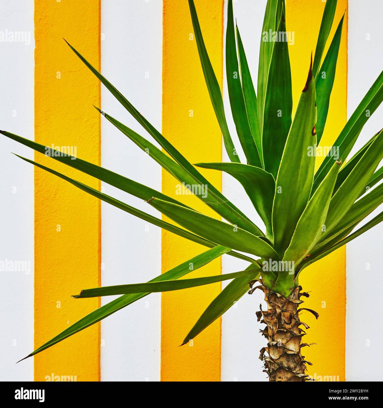 Europe palm tree hi-res stock photography and images - Alamy