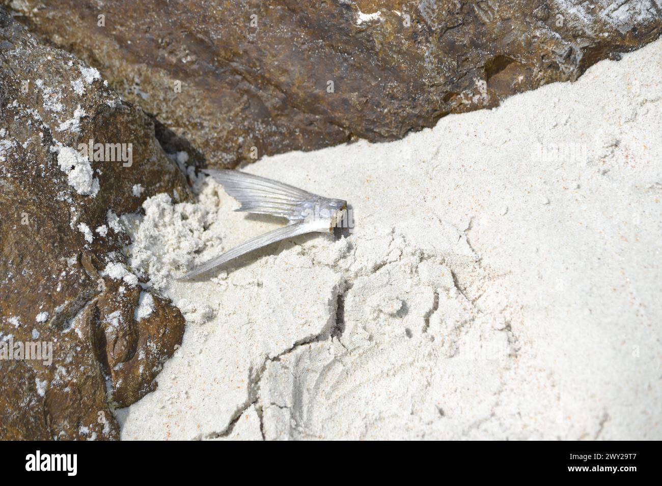 Cut off fish tail on the sand next to a rock on Ponce Inlet Beach ...