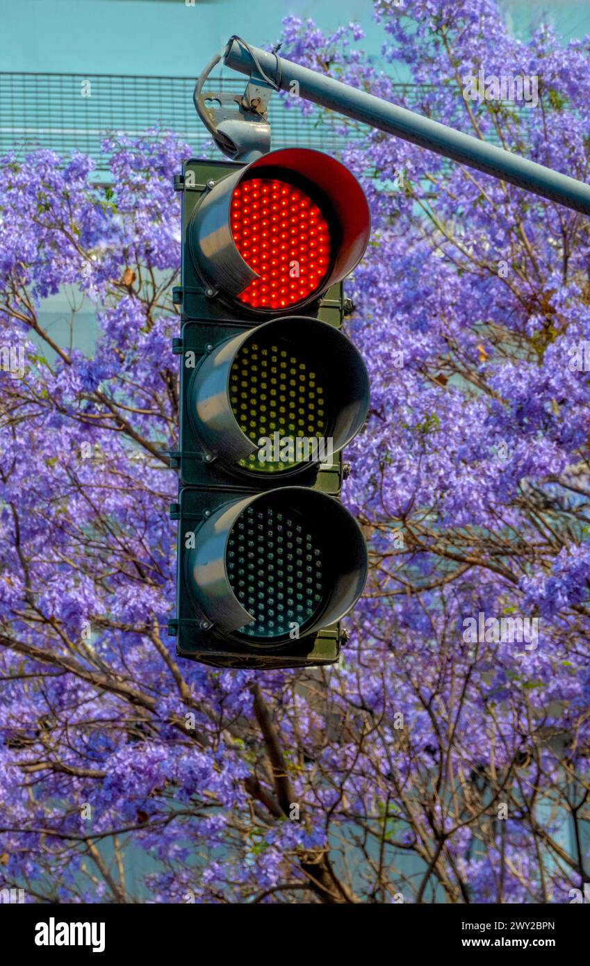 Red stop traffic light Stock Photo - Alamy