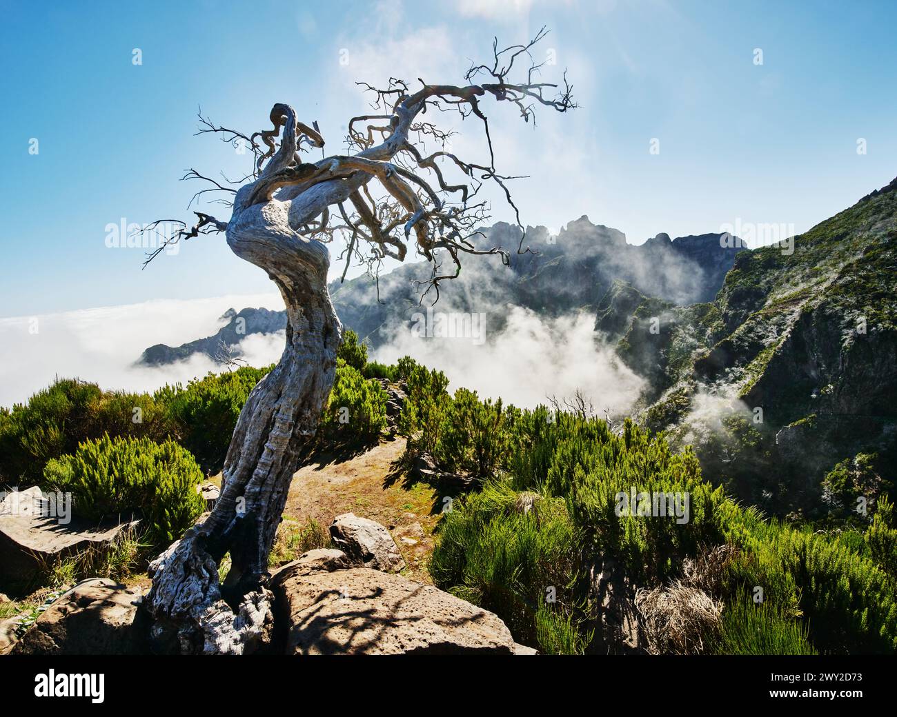 tree on the top of mountain, PR1 trail, Pico do Arierio To Pico Ruivo ...